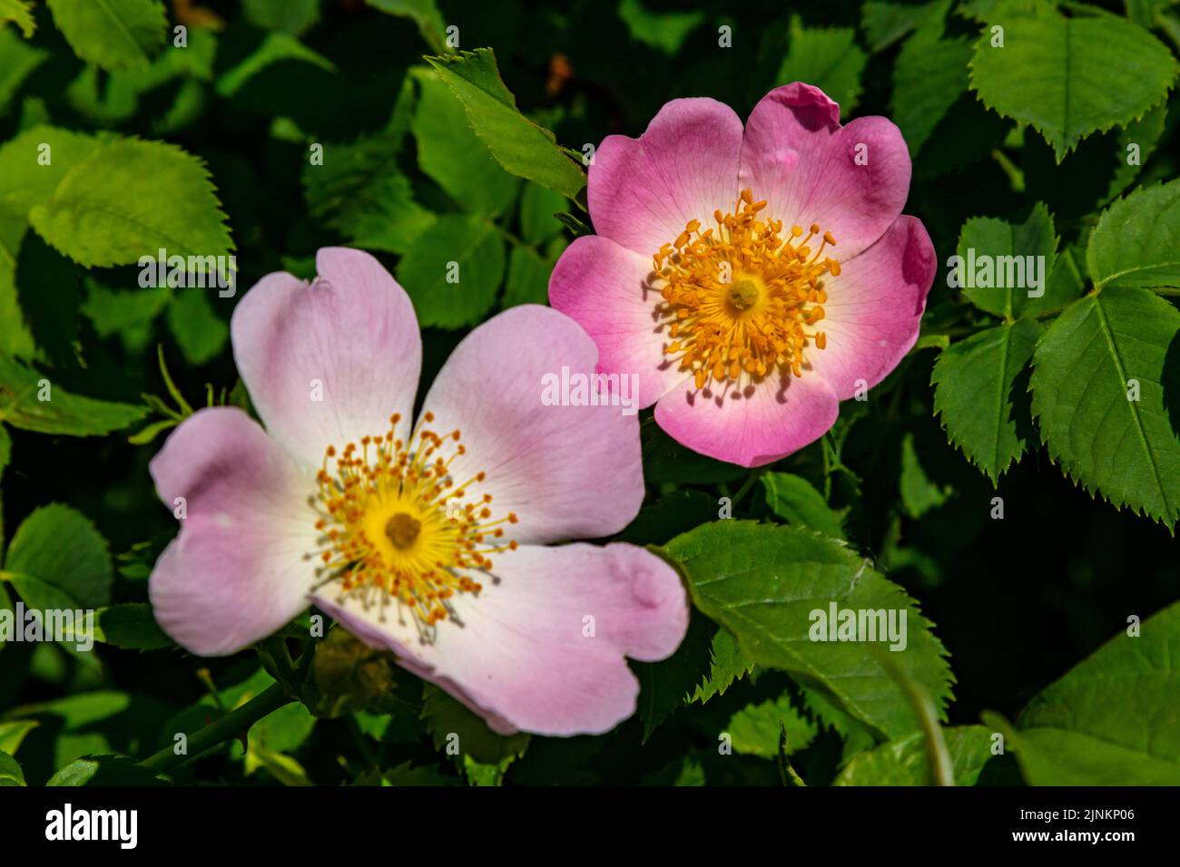 rose, rosa canina, roses, dog rose Stock Photo - Alamy