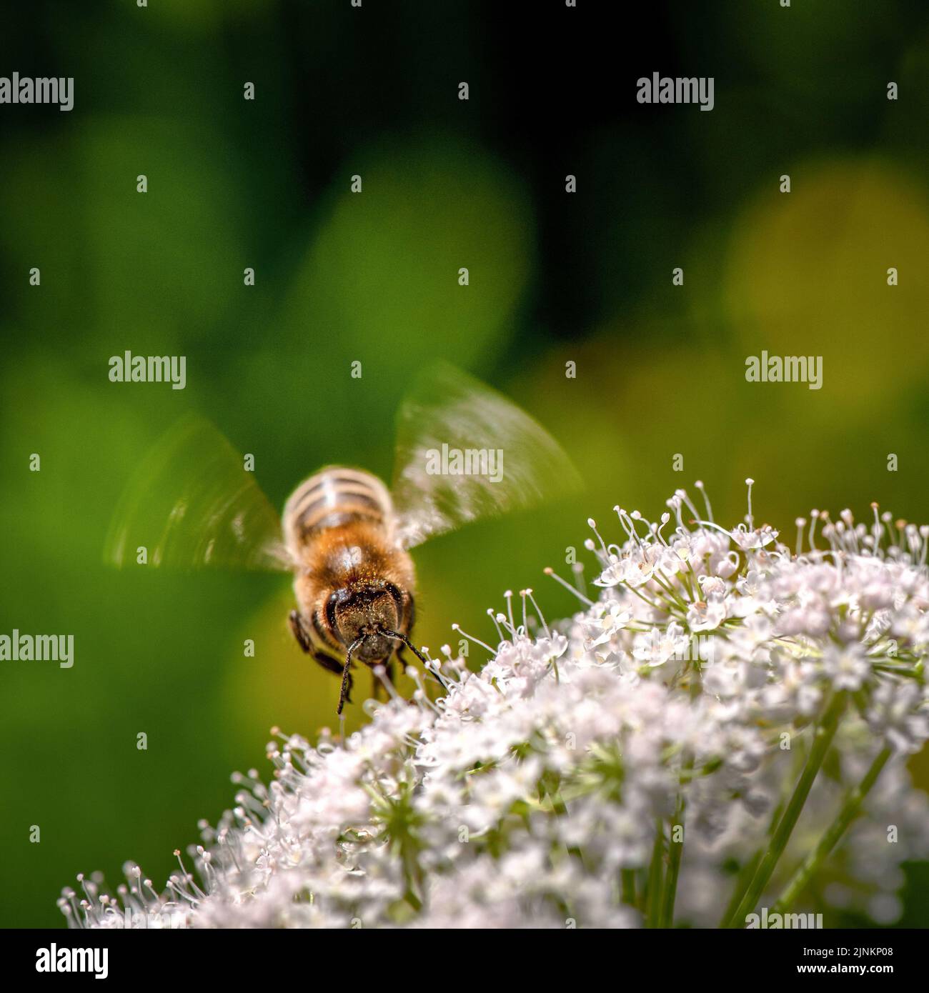 honey bee, flap, honey bees, flaps Stock Photo - Alamy