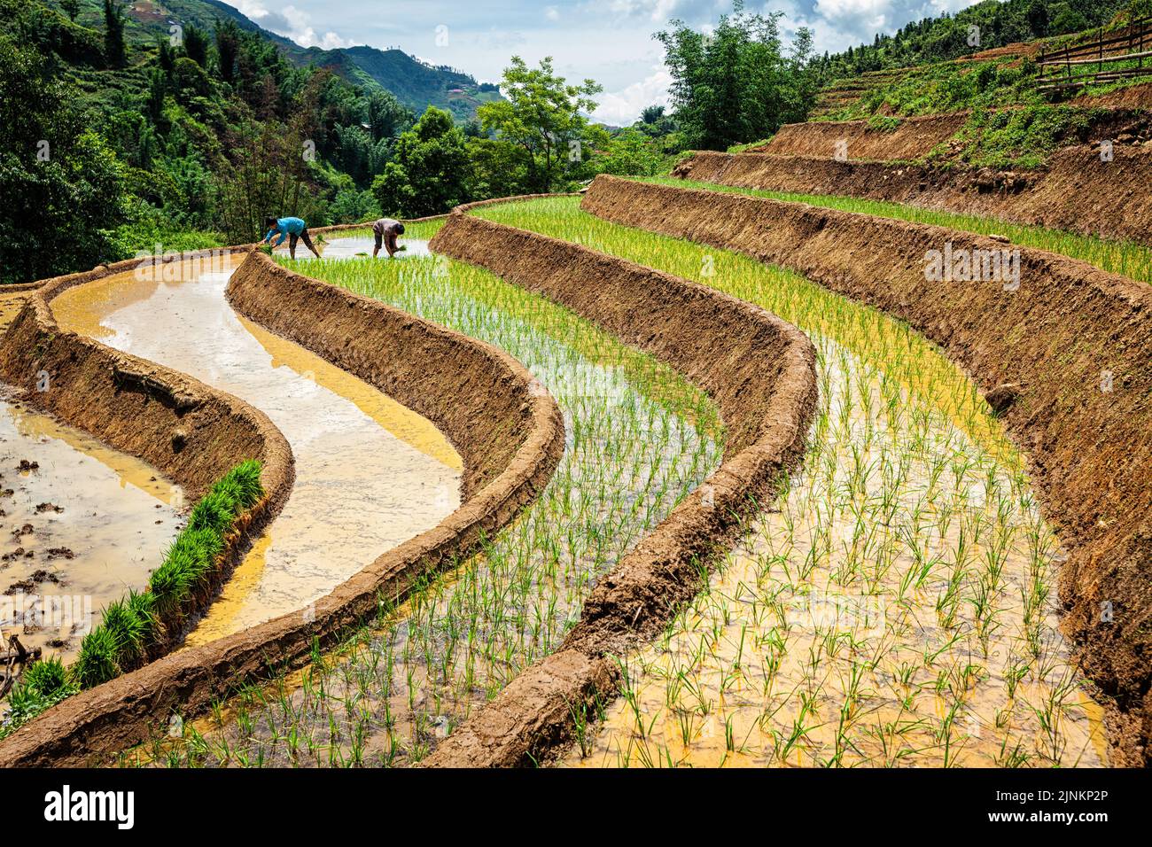 agriculture, paddy, rice cultivation, agricultures, paddies, rice paddy ...