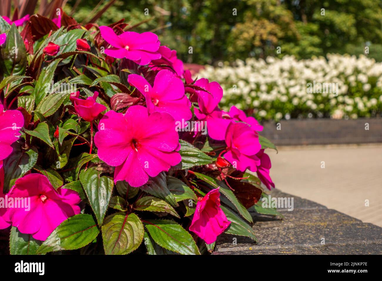 Modern design urban garden landscaping. Flower garden in high flower ...