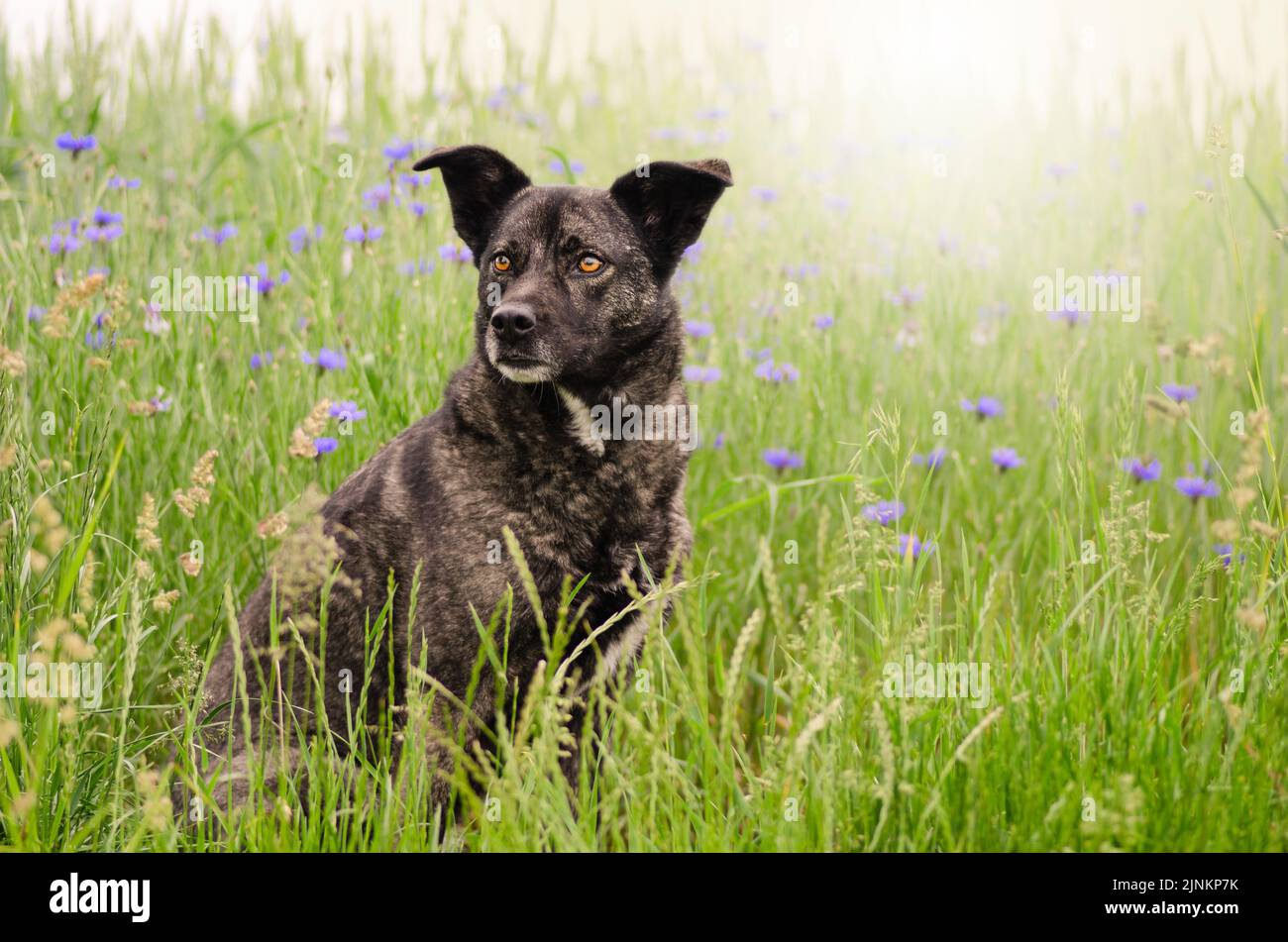 dog, mongrel, dogs, mongrels Stock Photo - Alamy