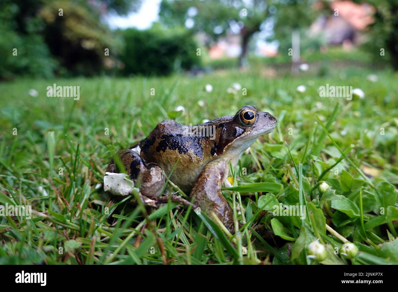 common frog, rana temporaria, common frogs Stock Photo - Alamy