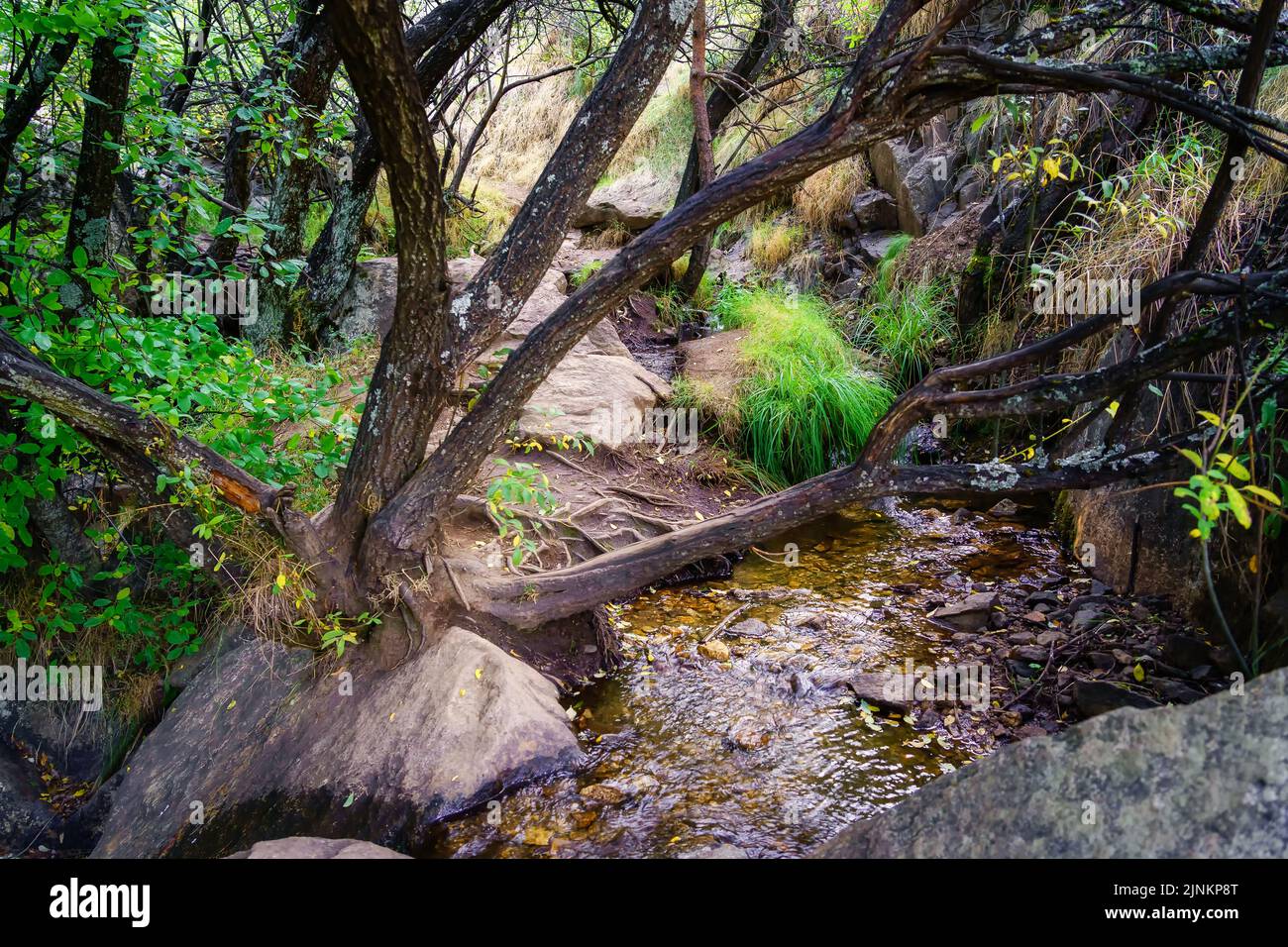 Fantasy landscape with stream and trees with strange branches among the ...