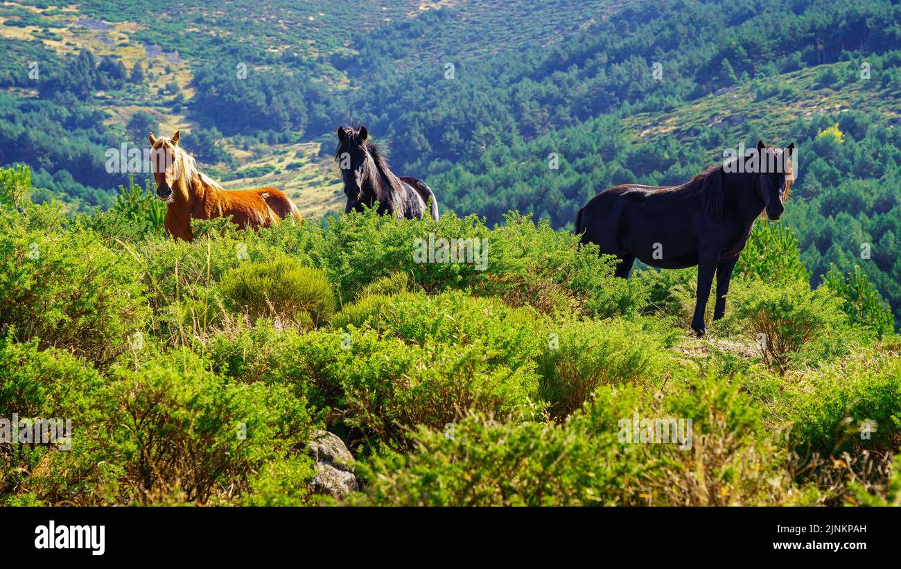 Beautiful wild horses on top of the mountain looking at camera Stock ...