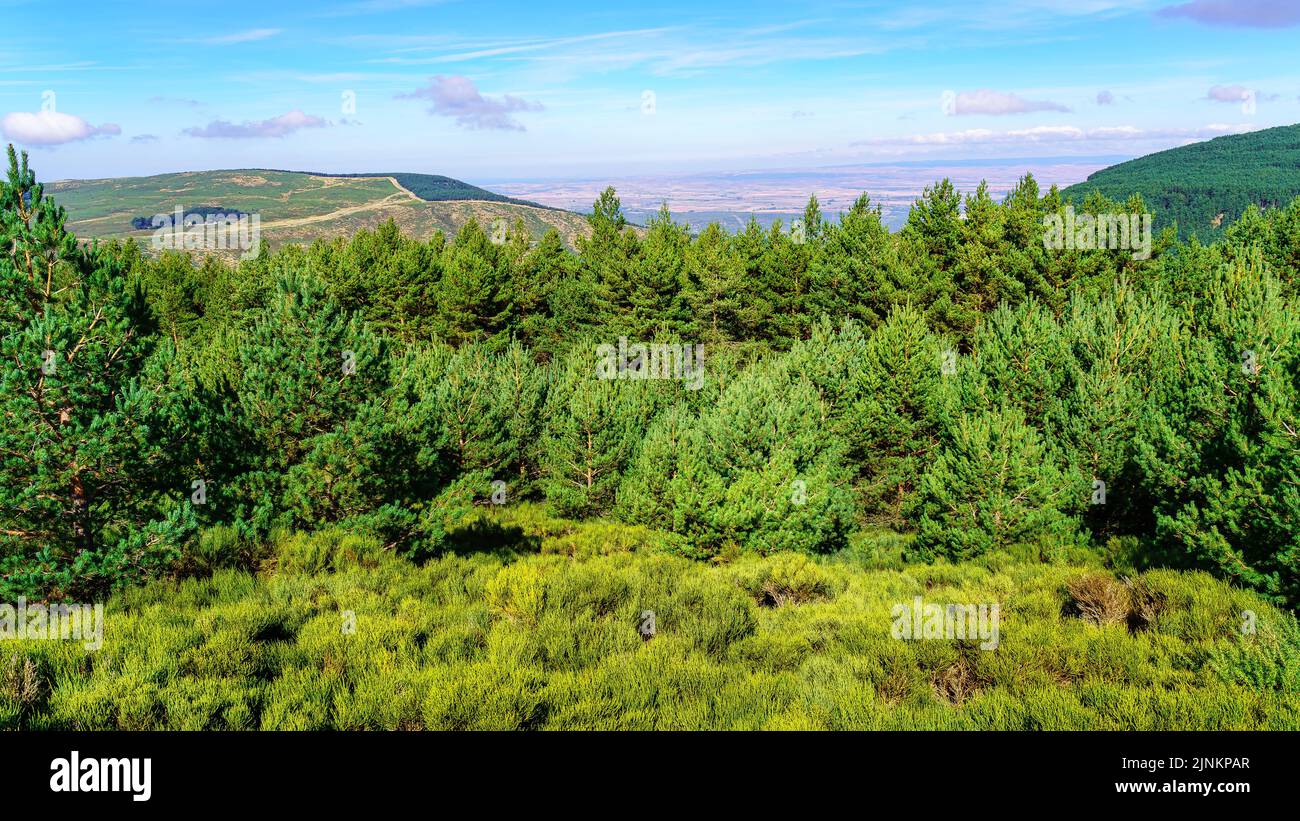 Large fir trees hi-res stock photography and images - Alamy