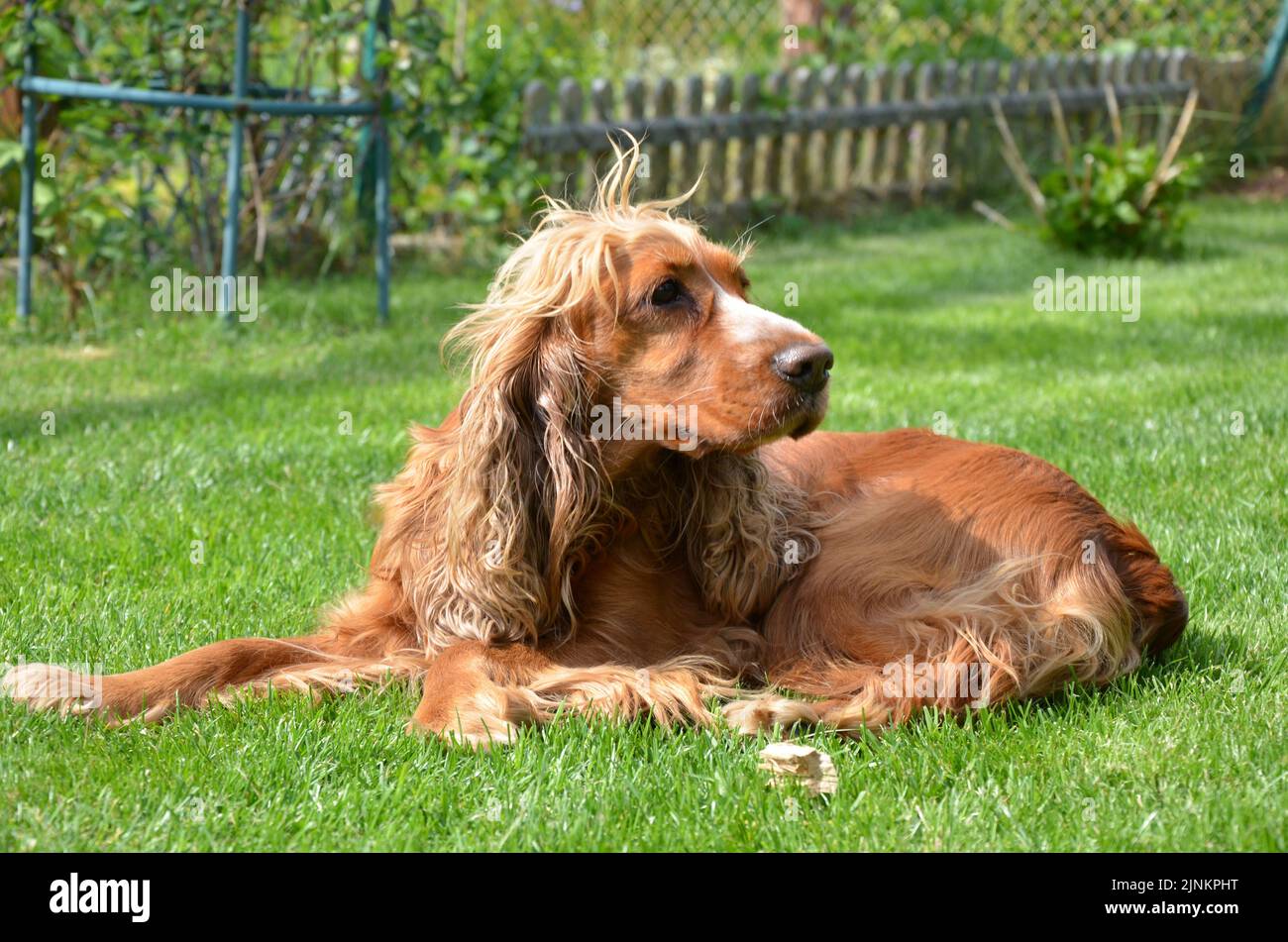 dog, english cocker spaniel, dogs Stock Photo - Alamy