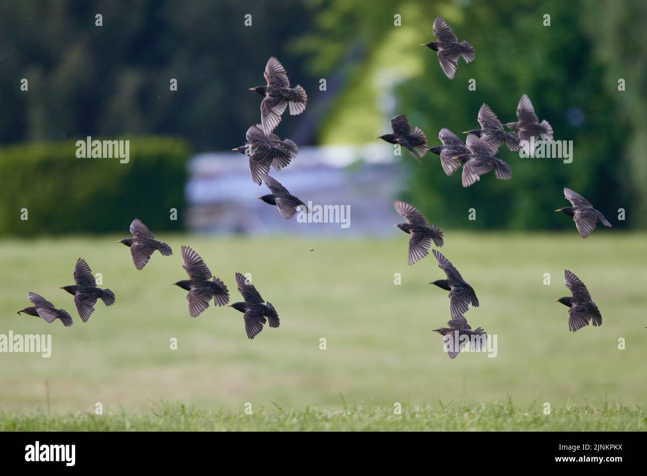 flying, swarm of birds, fly, to fly Stock Photo - Alamy