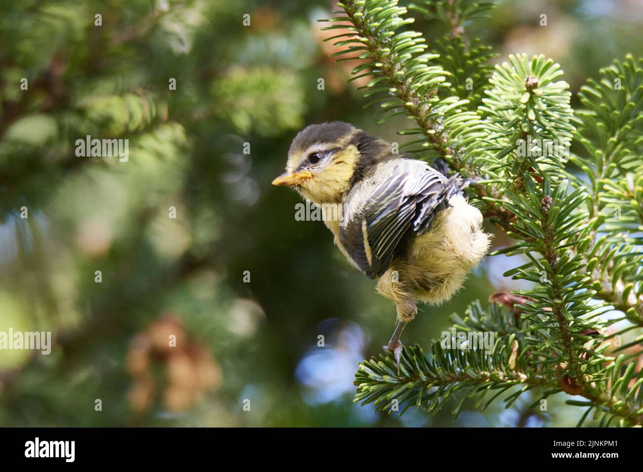 Tomtits hi-res stock photography and images - Alamy