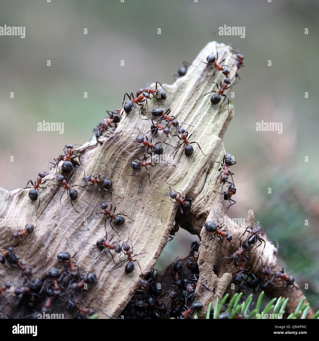 Group of wood ant hi-res stock photography and images - Alamy
