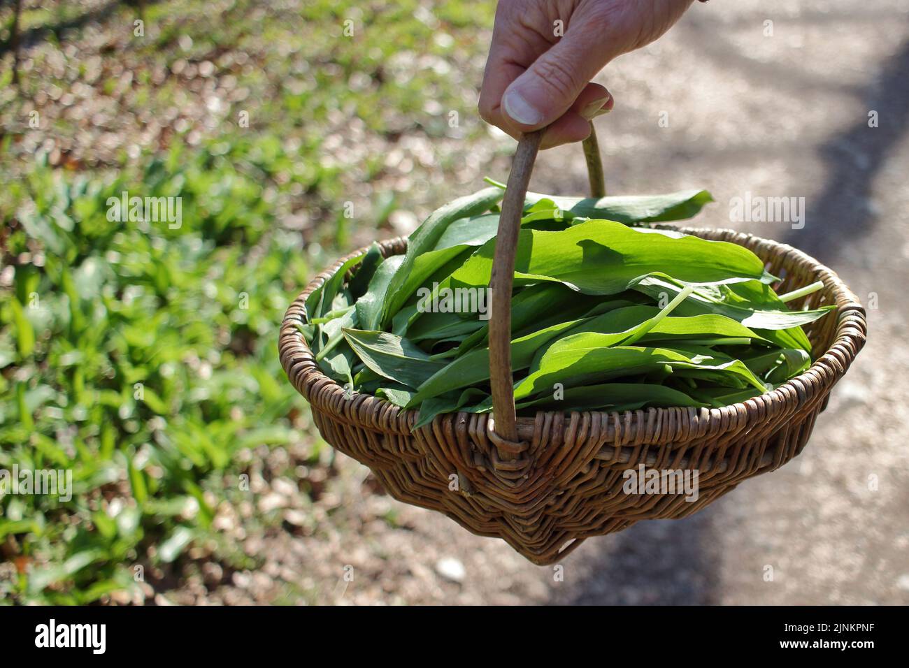 harvest, ramson, harvests, ramsons Stock Photo - Alamy