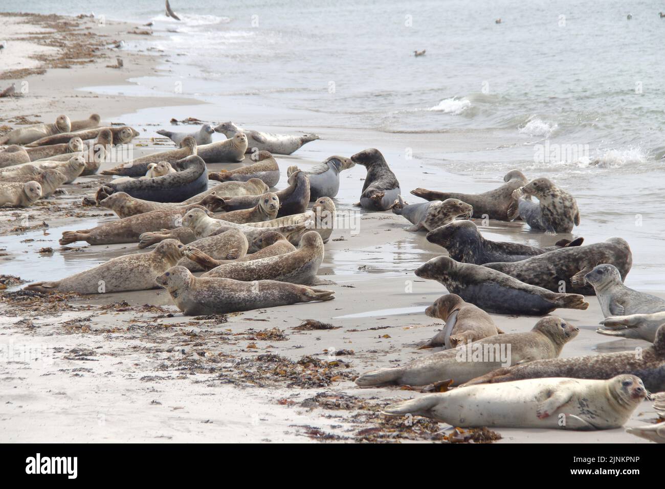 gray seal, halichoerus grypus, gray seals Stock Photo - Alamy