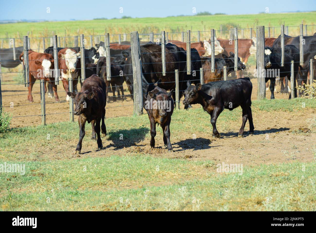 Cows raised with natural pastures, meat production in the Argentine ...