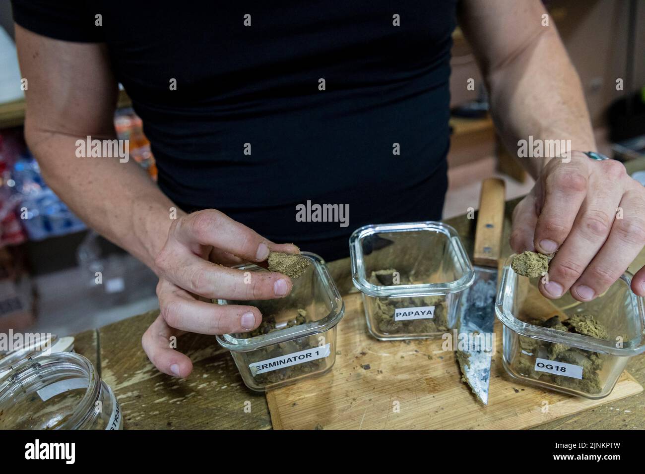sorting, varieties, marijuana, variety, marijuanas Stock Photo - Alamy