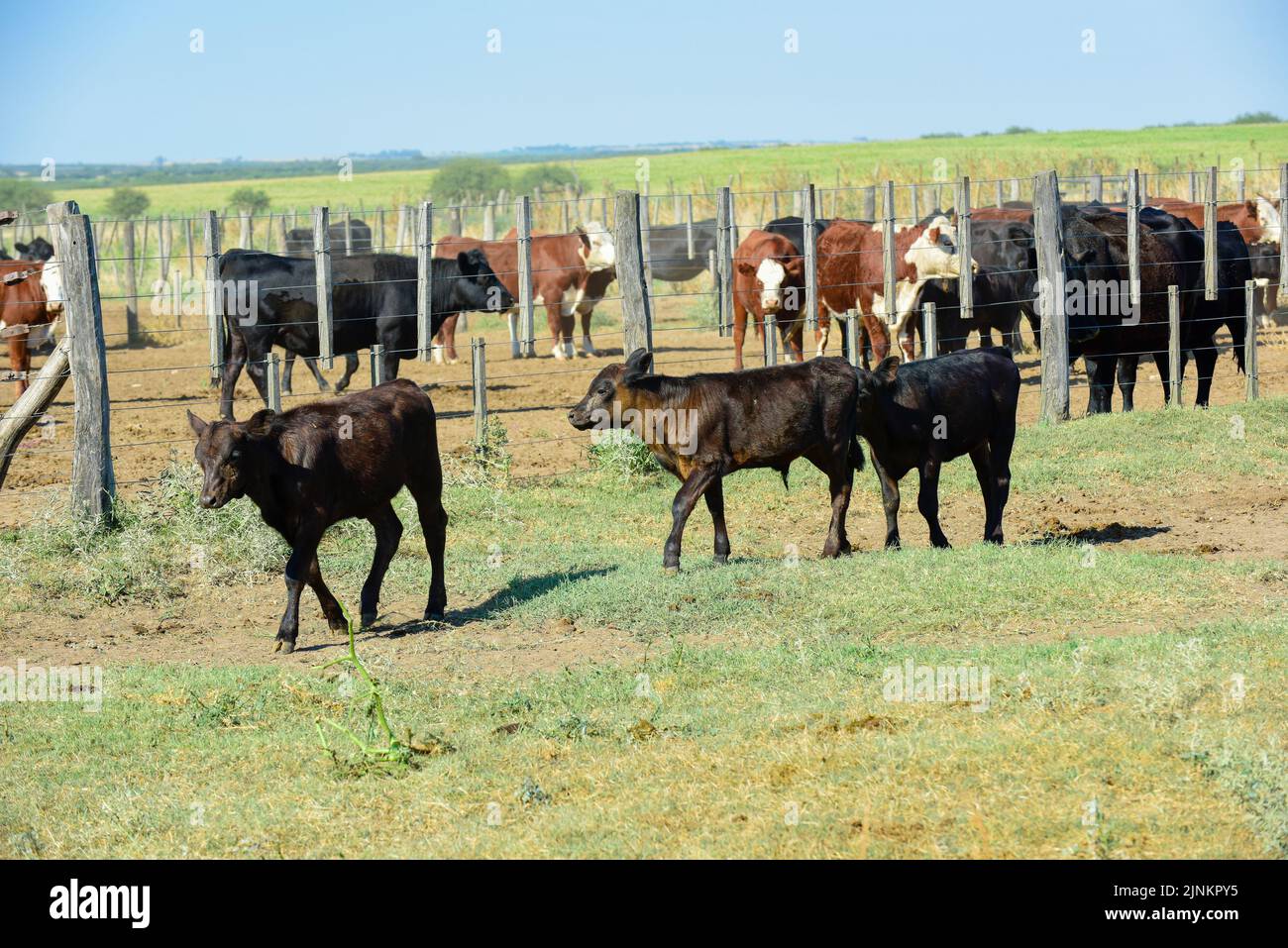 Cows raised with natural pastures, meat production in the Argentine ...