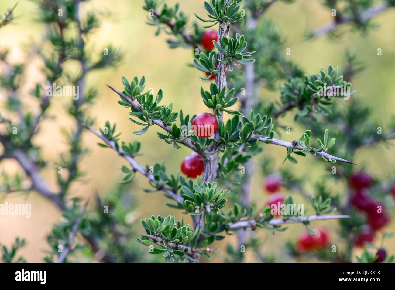 Wild fruits in Calden Forest environement, Piquillin, Condalia ...