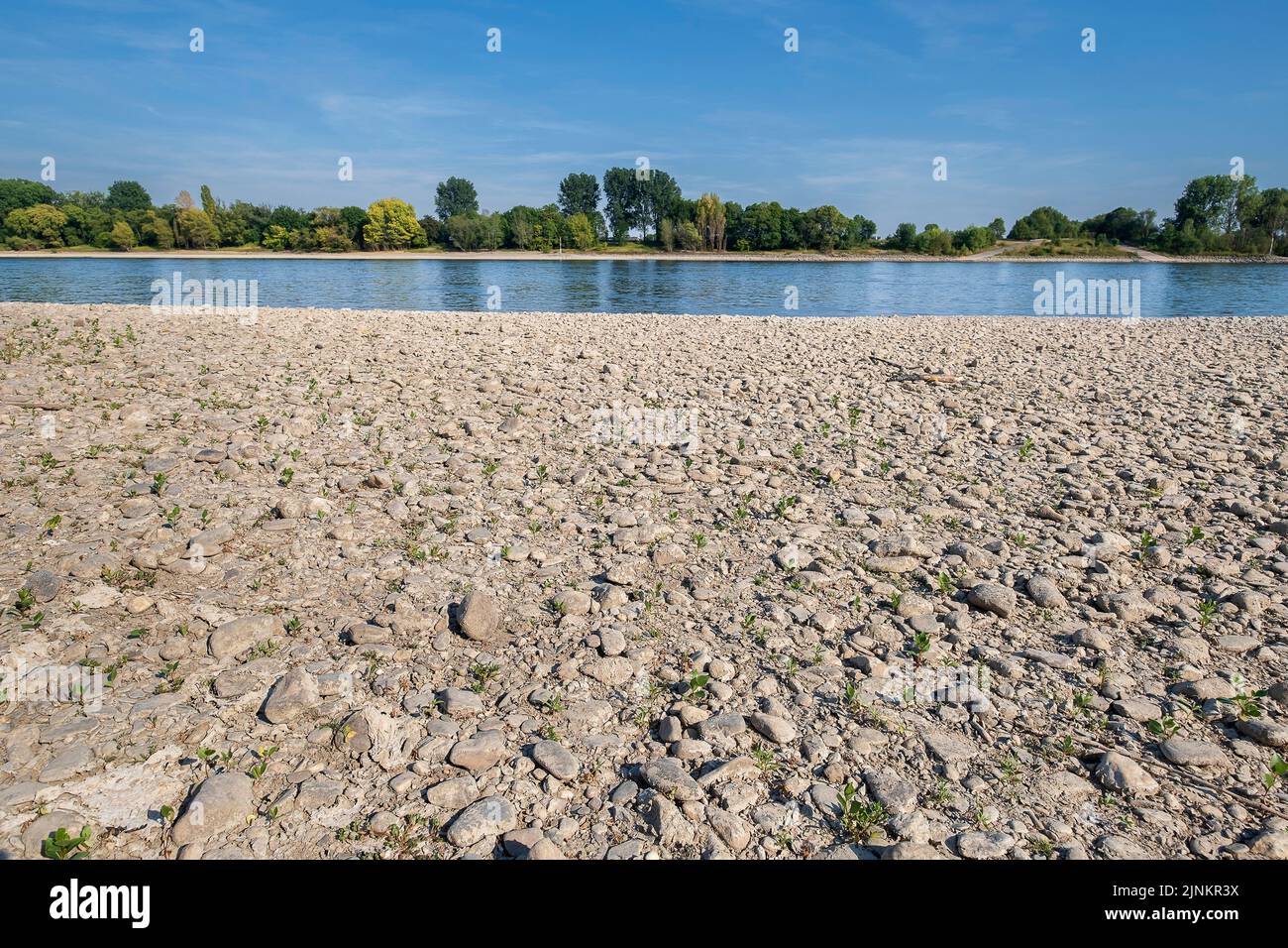Niedrigwasser am Rhein, im Bild Kšln-SŸrth. Das Niedrigwasser am Rhein hat schon jetzt ...