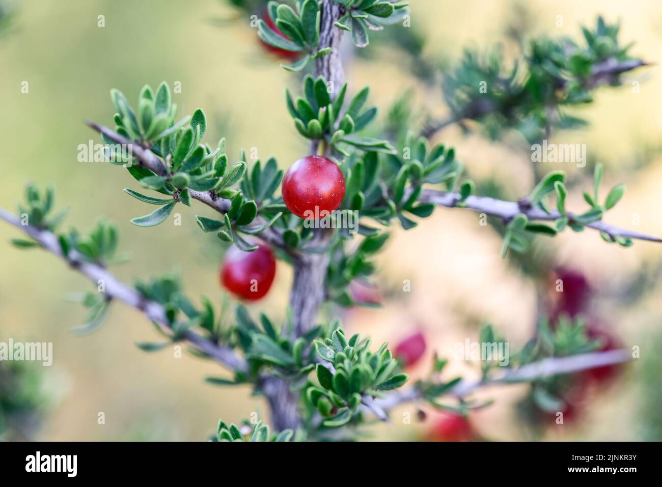 Wild fruits in Calden Forest environement, Piquillin, Condalia ...