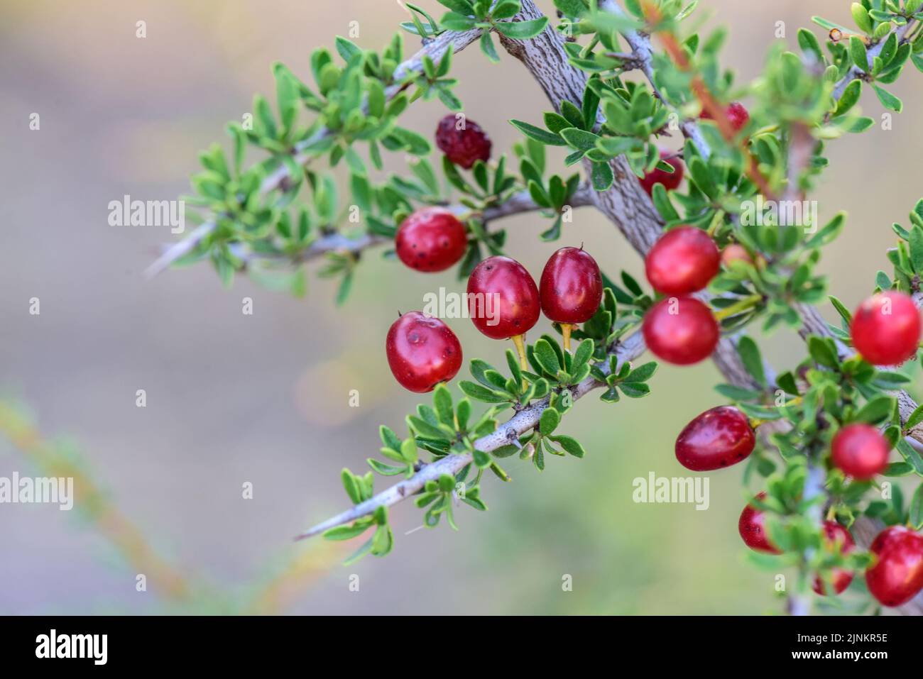 Wild fruits in Calden Forest environement, Piquillin, Condalia ...