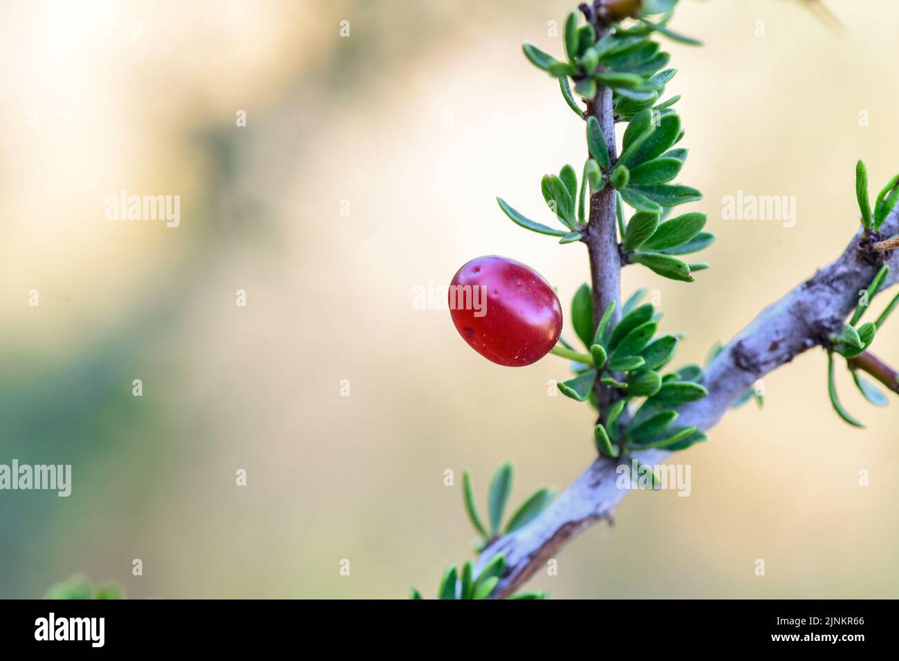 Wild fruits in Calden Forest environement, Piquillin, Condalia ...