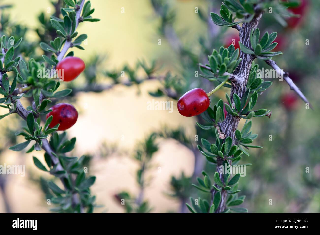 Wild fruits in Calden Forest environement, Piquillin, Condalia ...