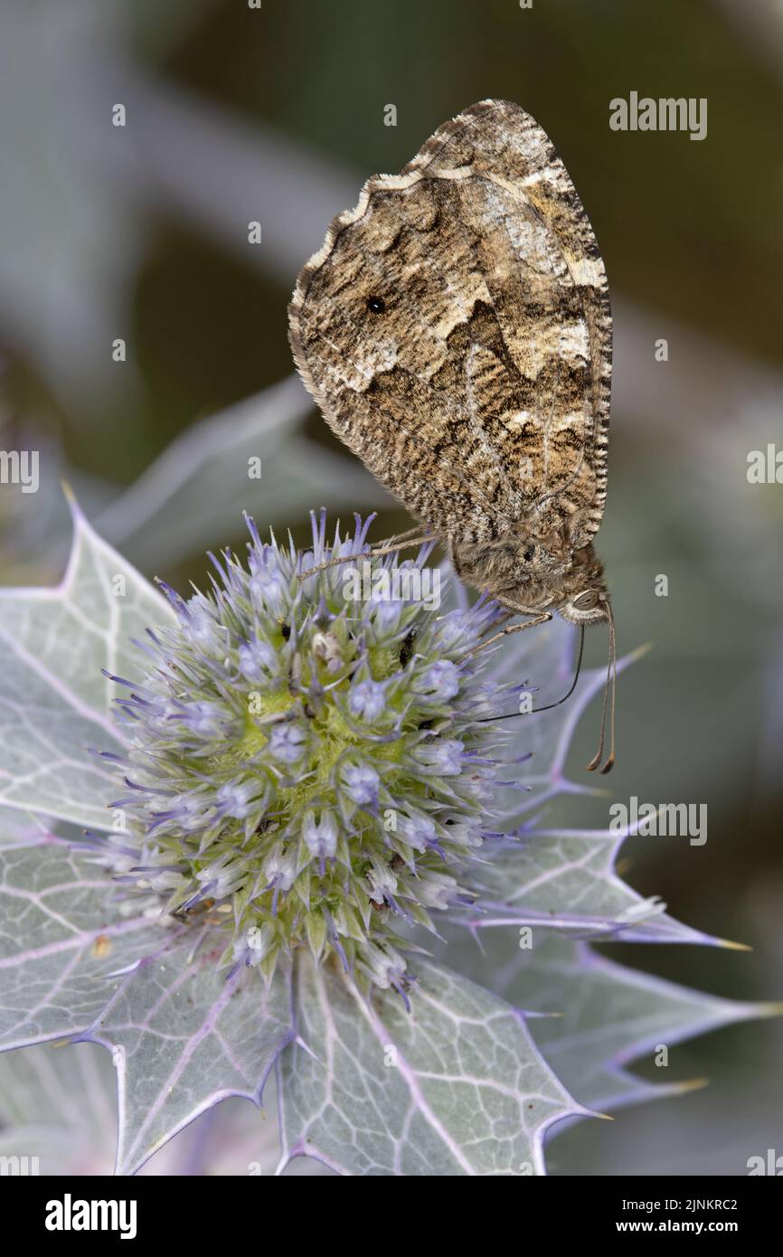 Grayling butterfly sea holly hi-res stock photography and images - Alamy