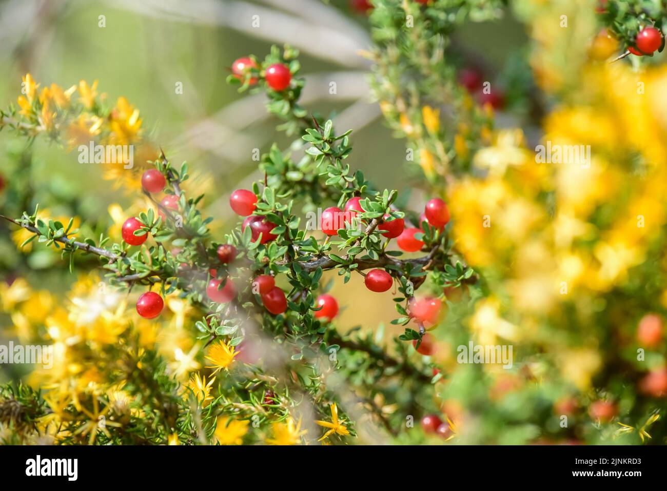 Piquillin condalia microphylla hi-res stock photography and images - Alamy