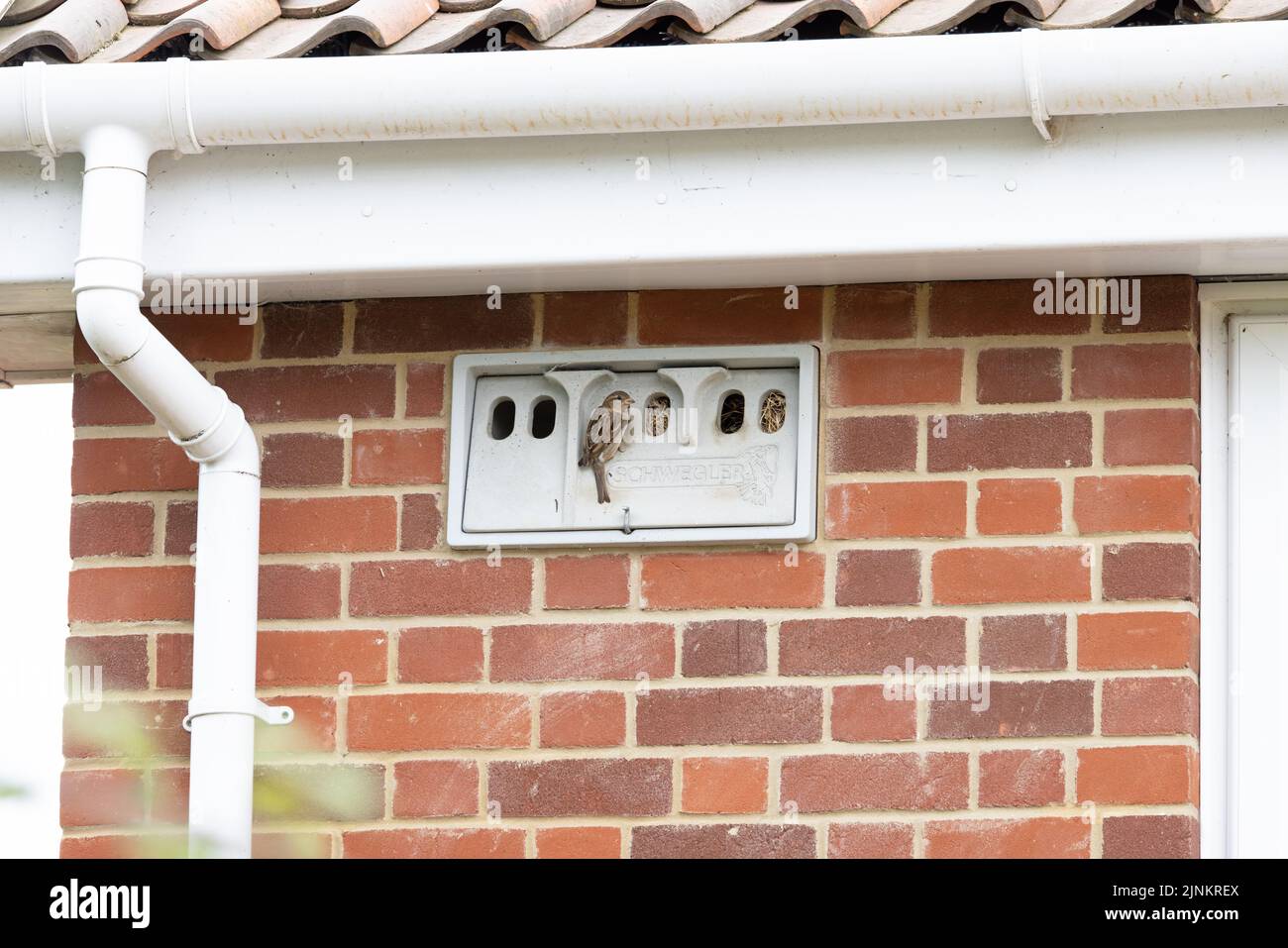 House Sparrow (Passer domesticus) female nest boxes on house Norfolk GB ...