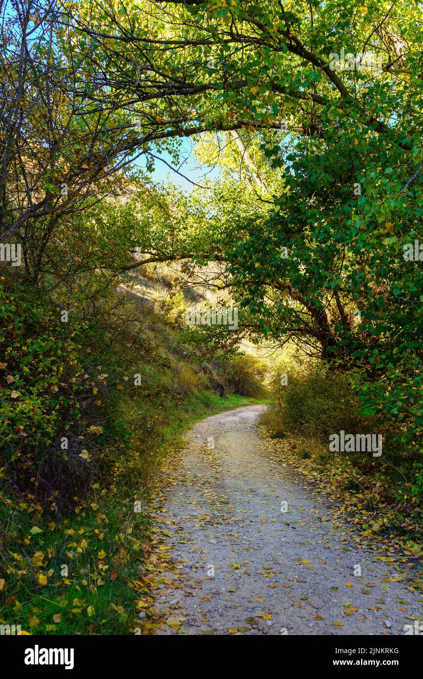 Arched trees hi-res stock photography and images - Alamy