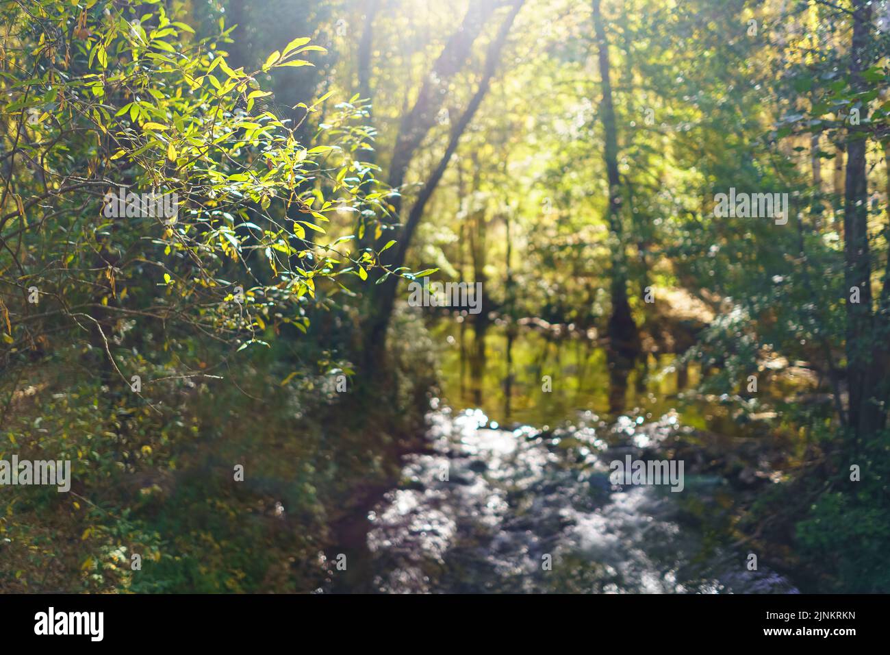 Sunburst through the trees in a blurry landscape with a mystical ...