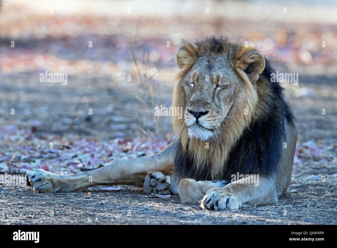 The image of Asiatic Lion (Panthera Leo) was atken in GIr National Park ...