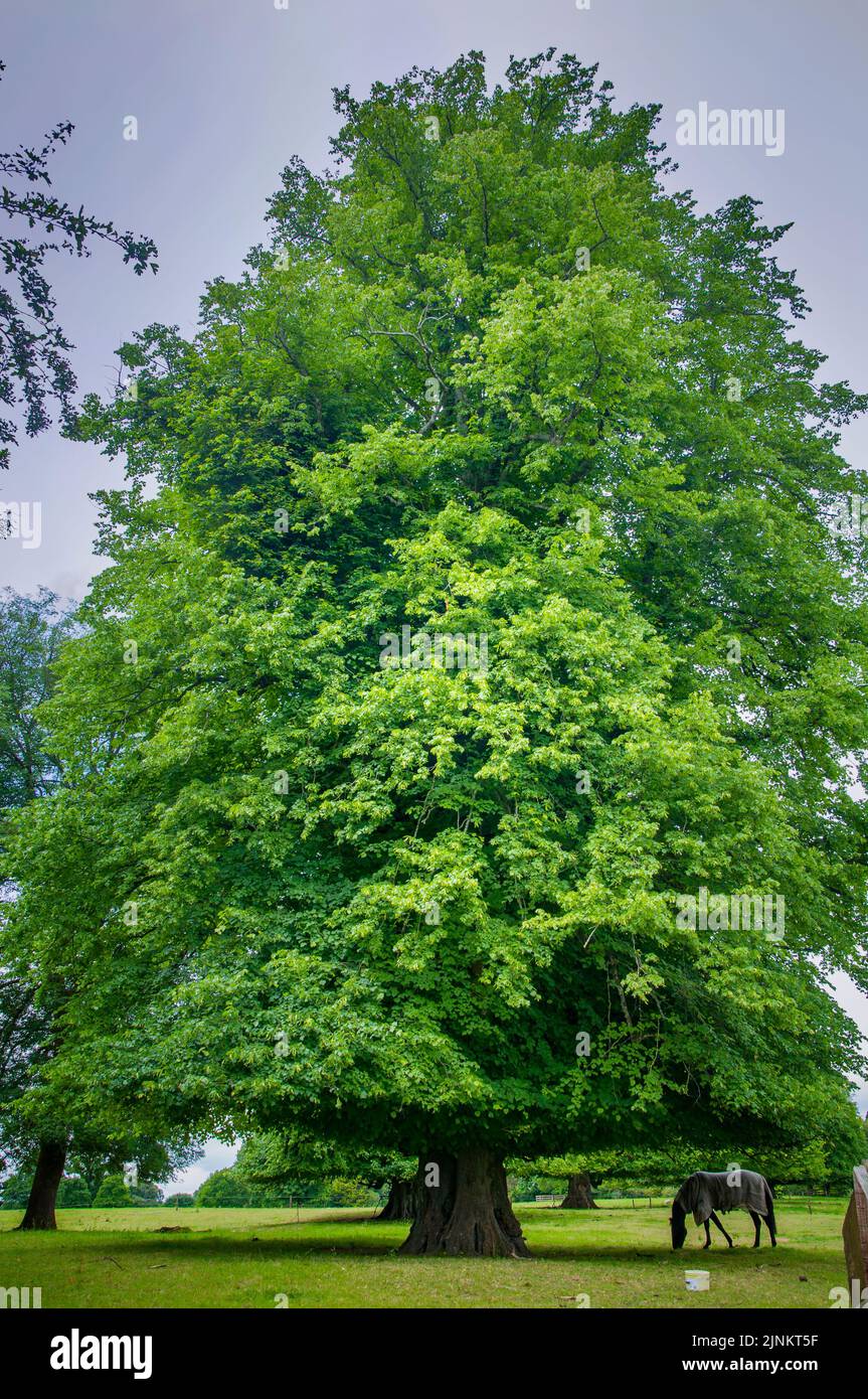 Cork tree horse hi-res stock photography and images - Alamy