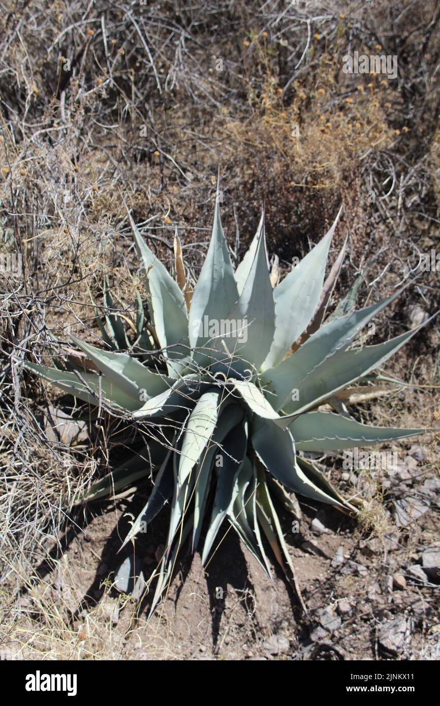Harvard century plant agave on the Davis Mountains Scenic Loop in West ...