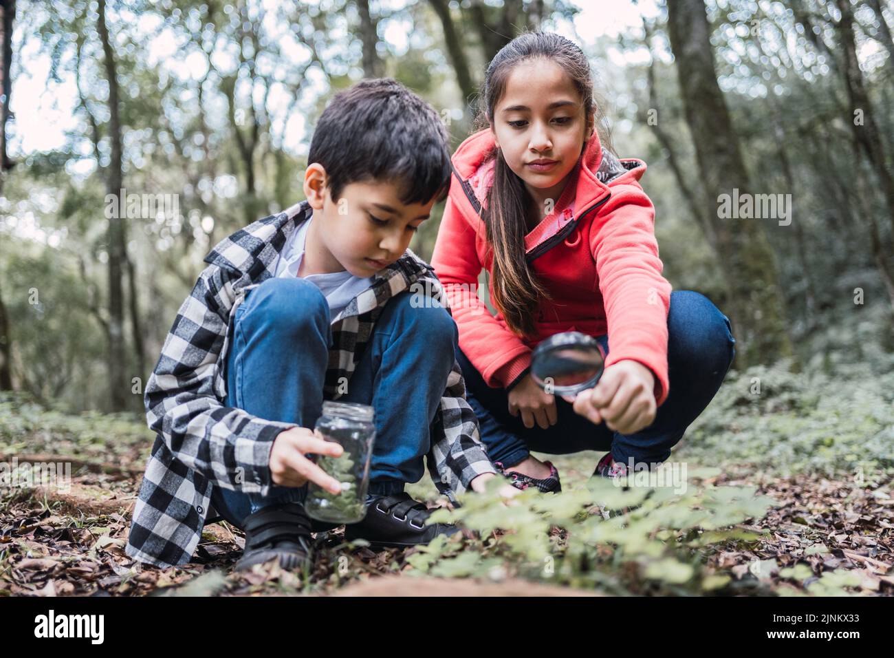 nature, forest, friends, explore, discover, natur, natures, forests ...