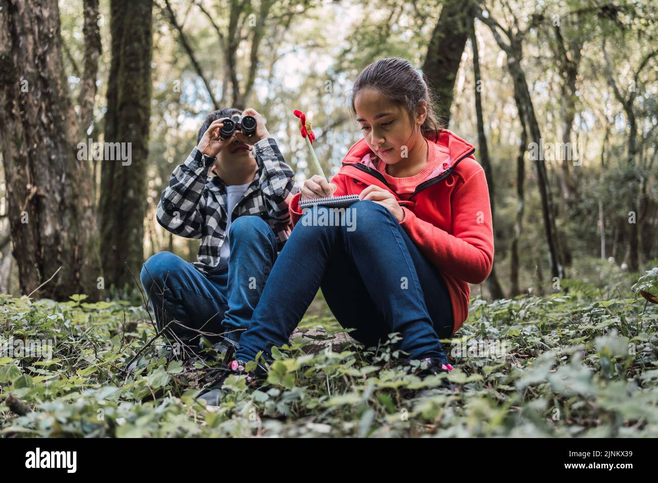 forest, watching, children, explore, forests, wood, woodland, woods ...