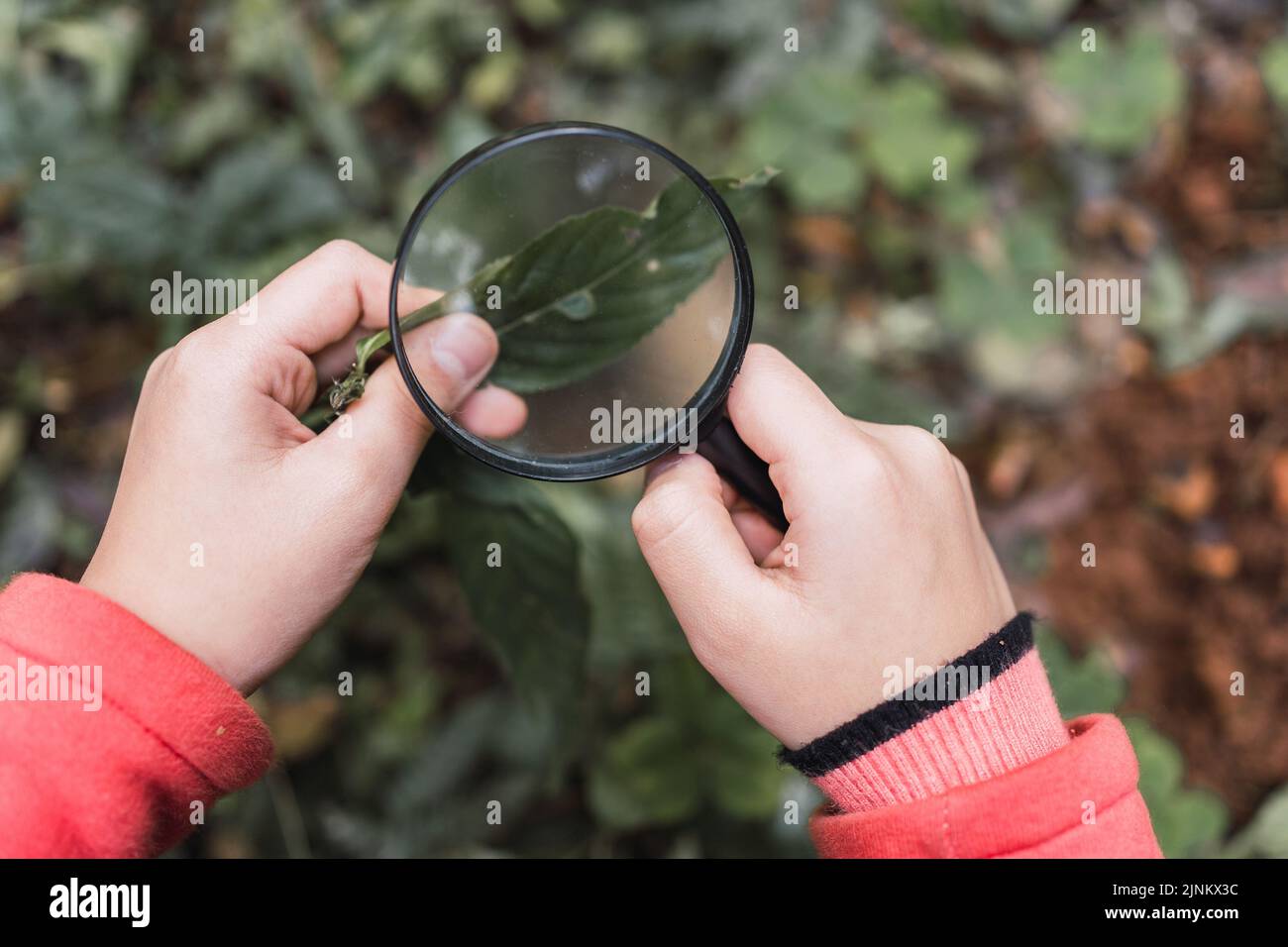 magnifying glass, leaf, leafs Stock Photo - Alamy