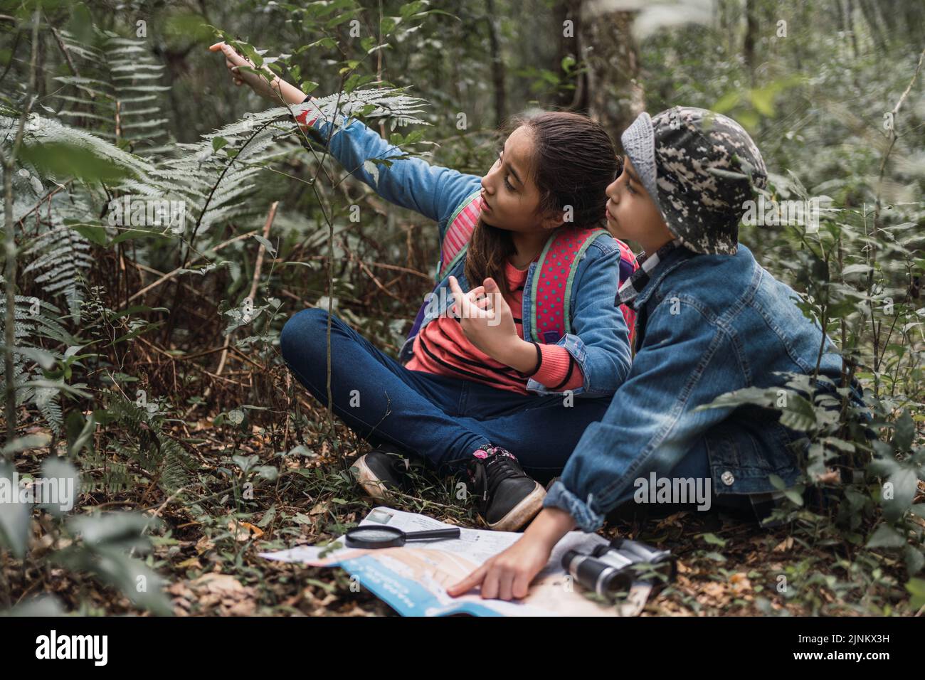 forest, expedition, explore, siblings, forests, wood, woodland, woods ...