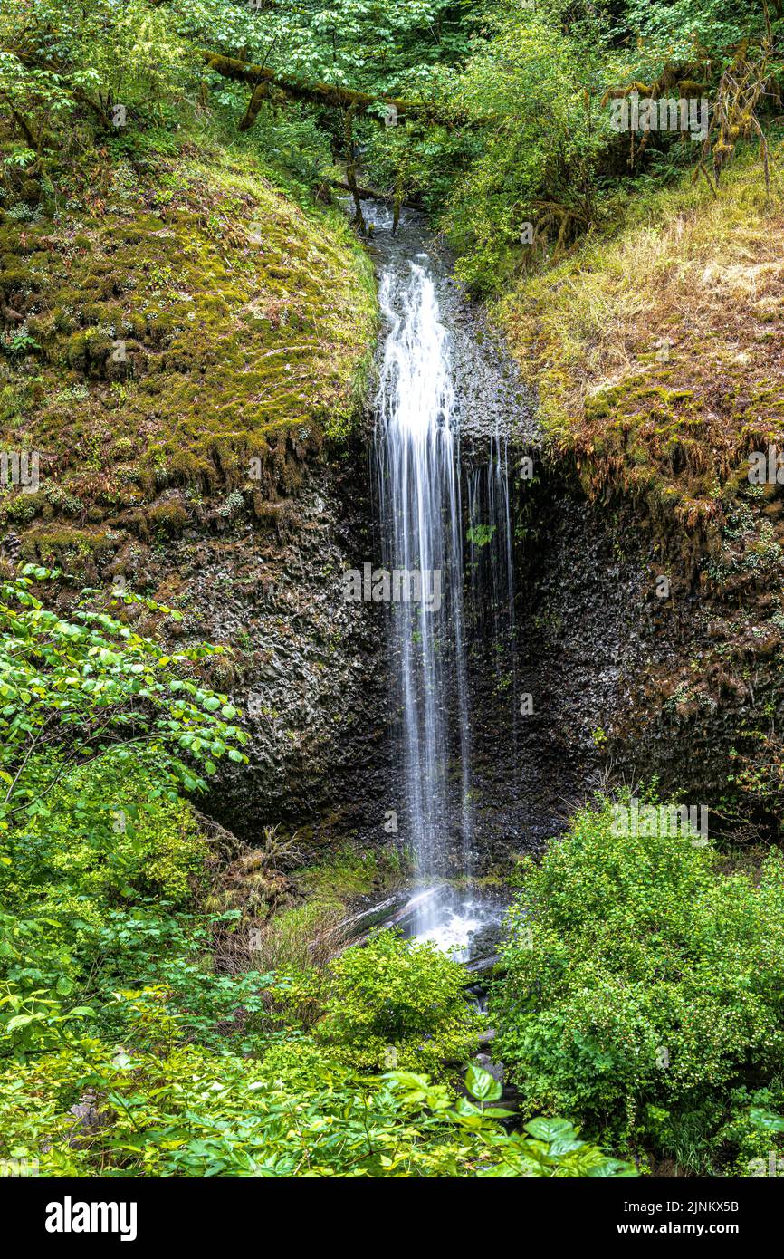 Landscape in the Silver Falls State Park, OR Stock Photo - Alamy