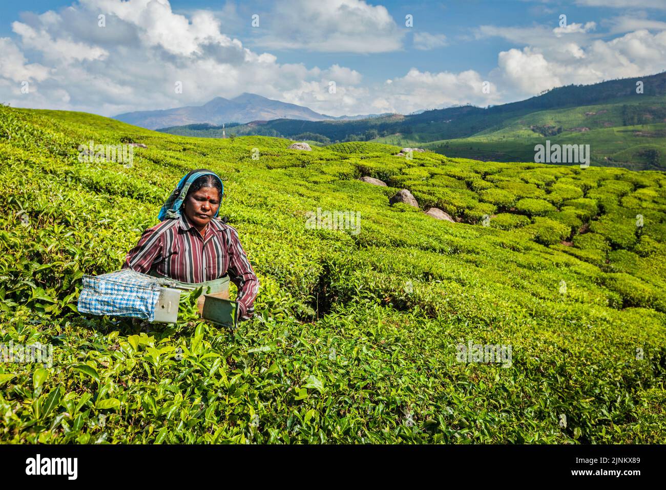 tea plantation, harvesting, indian, munnar, tea crop, tea plantations ...