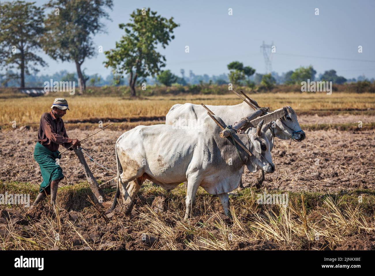 farming, plough, traditional, myanmar, ploughs, traditionals, myanmars ...