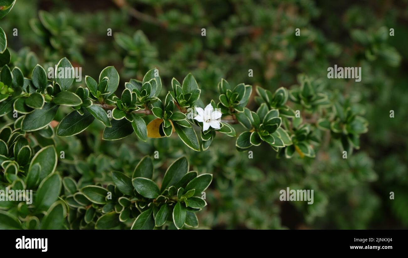 plant tiny flower green leaf garden Stock Photo - Alamy