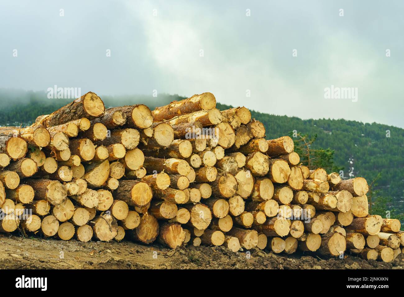 Stack of large cut logs next to the mountain of large trees Stock Photo ...