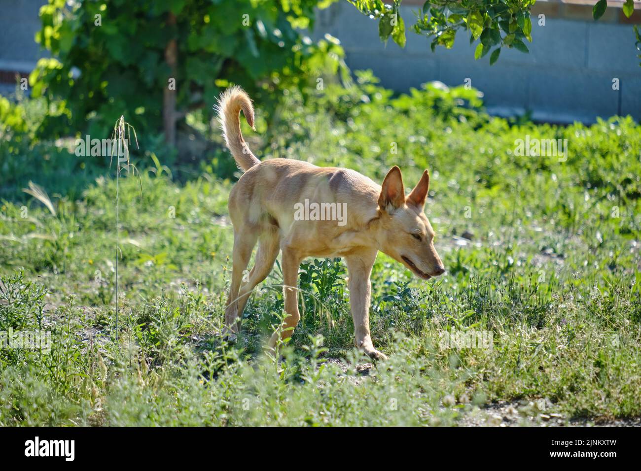 Young brown Andalusian Hound running through the field, hunting dog for ...