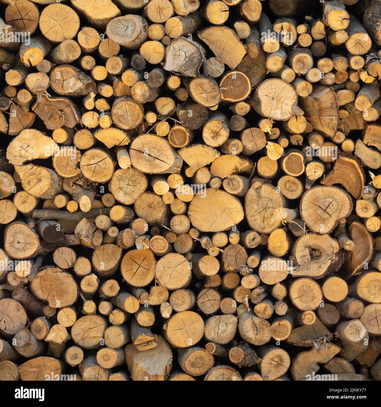 Cross section of tree trunks background. Cutting tree trunks placed ...