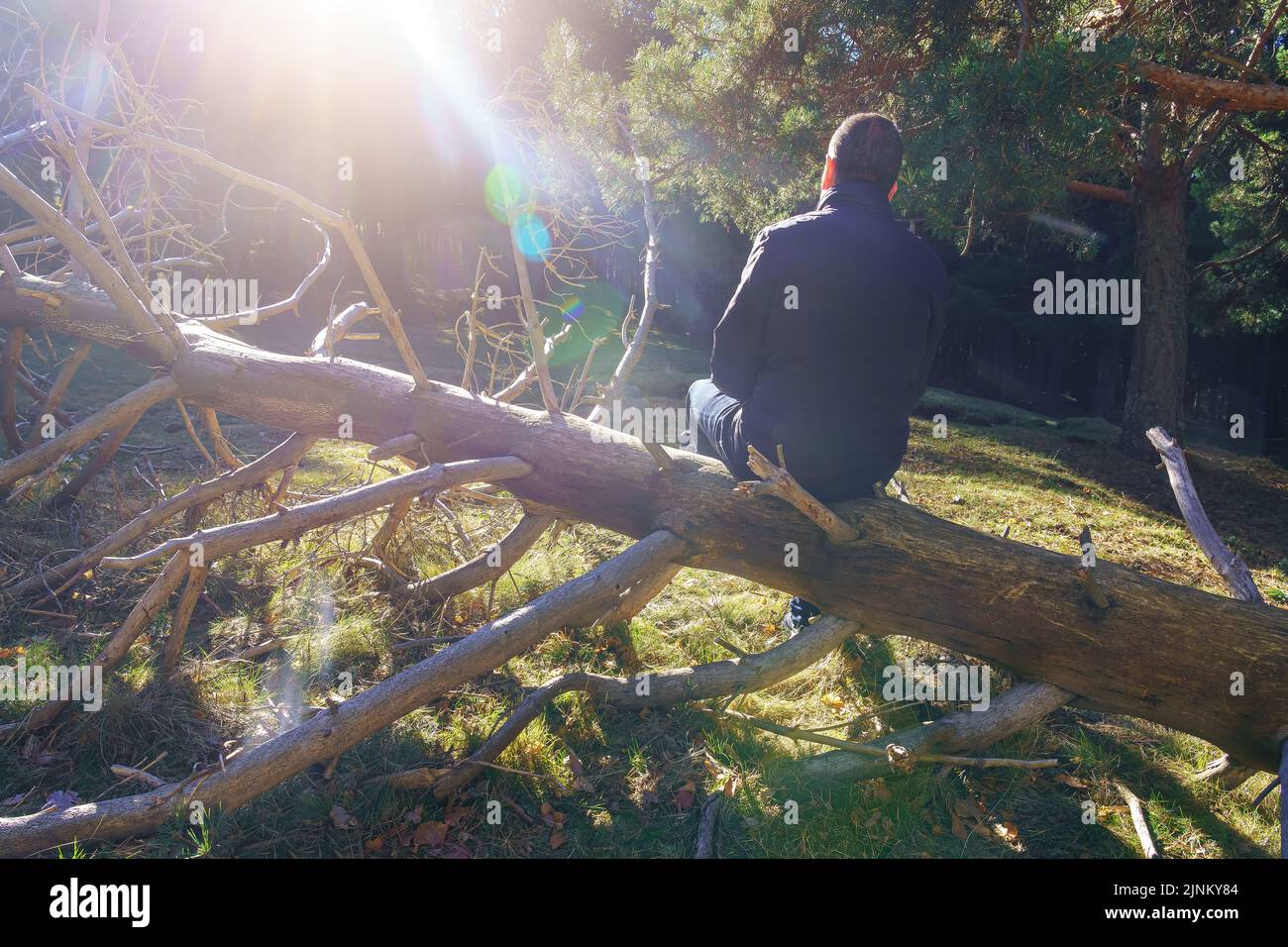 Man trunk sun nature landscape hi-res stock photography and images - Alamy