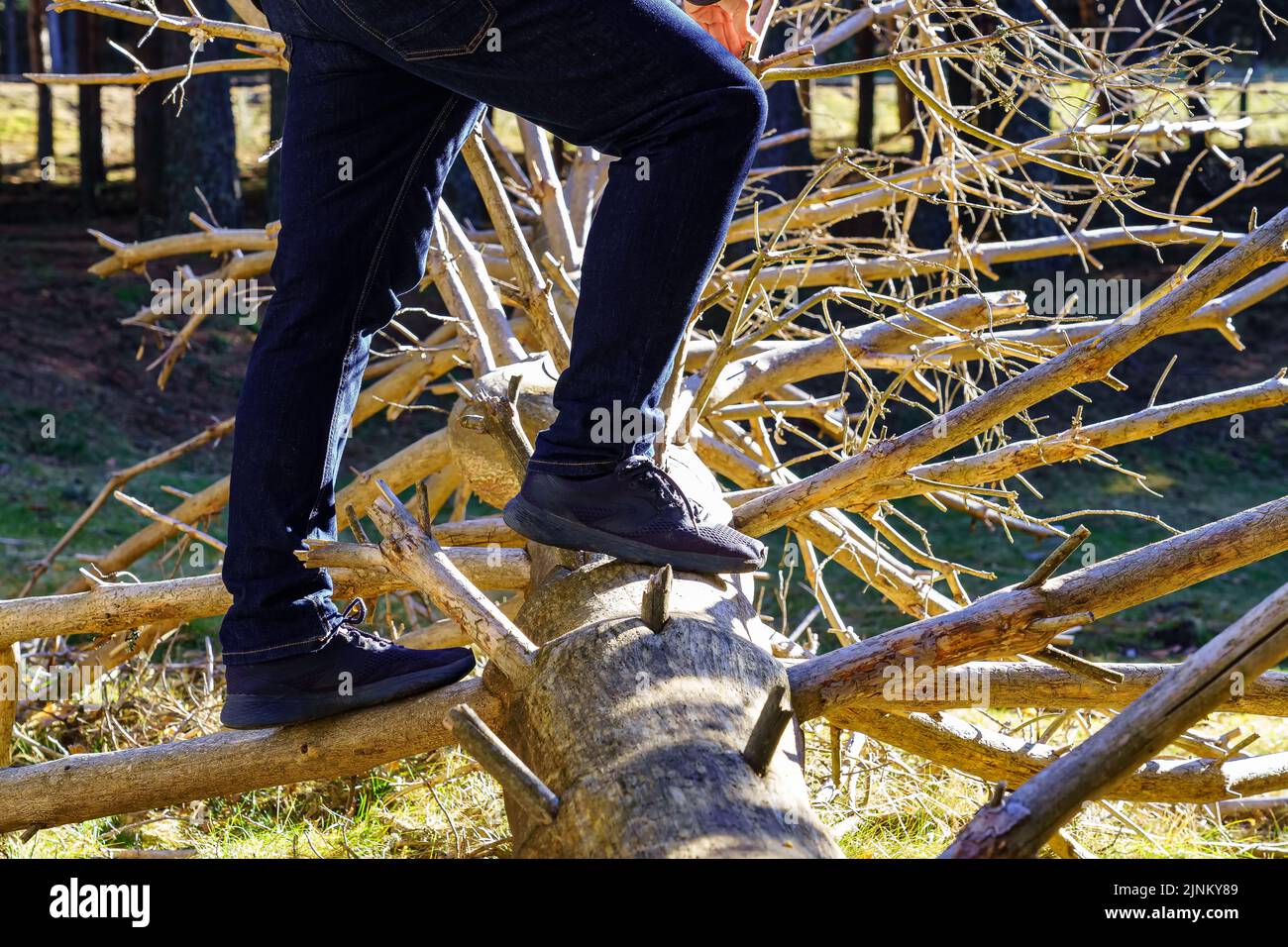 Man climbing a large fallen tree trunk in the forest with large ...