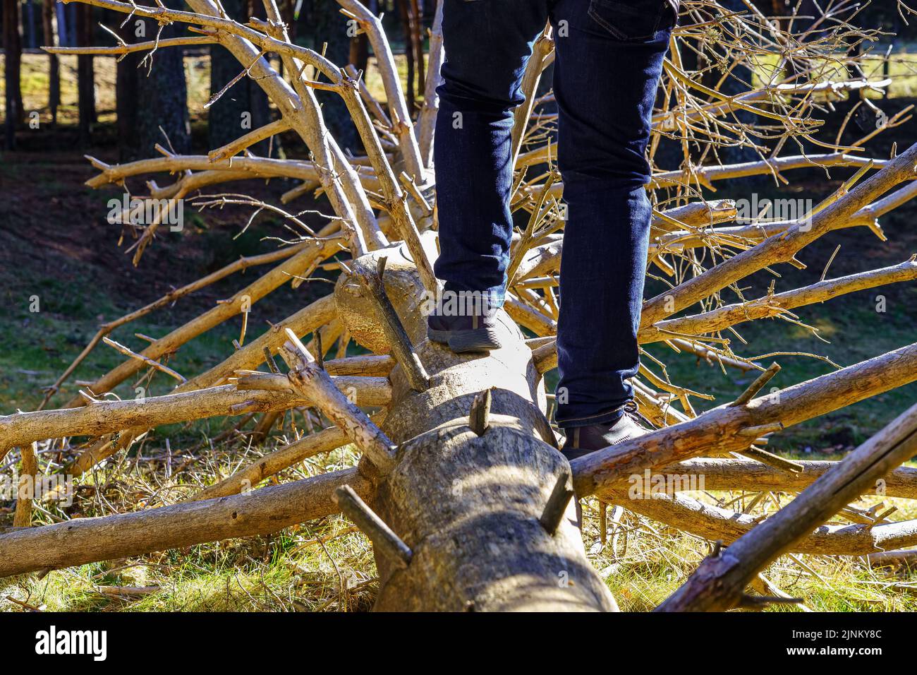 Male sitting on fallen tree trunk hi-res stock photography and images ...