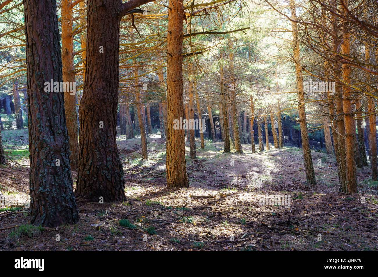 Forest landscape with large pine trees and flashes of light between the ...