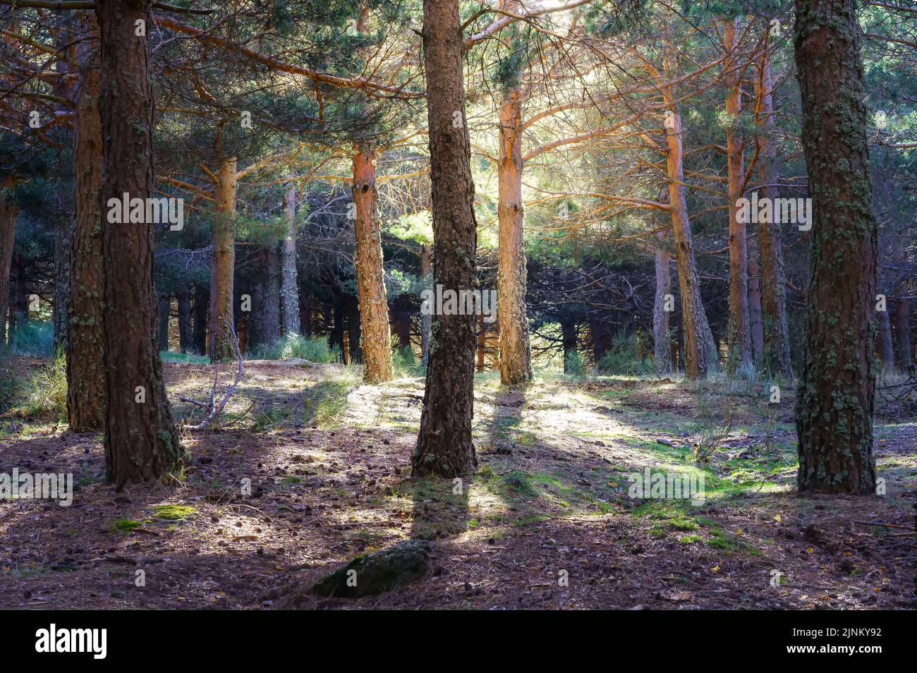 Forest landscape with large pine trees and flashes of light between the ...