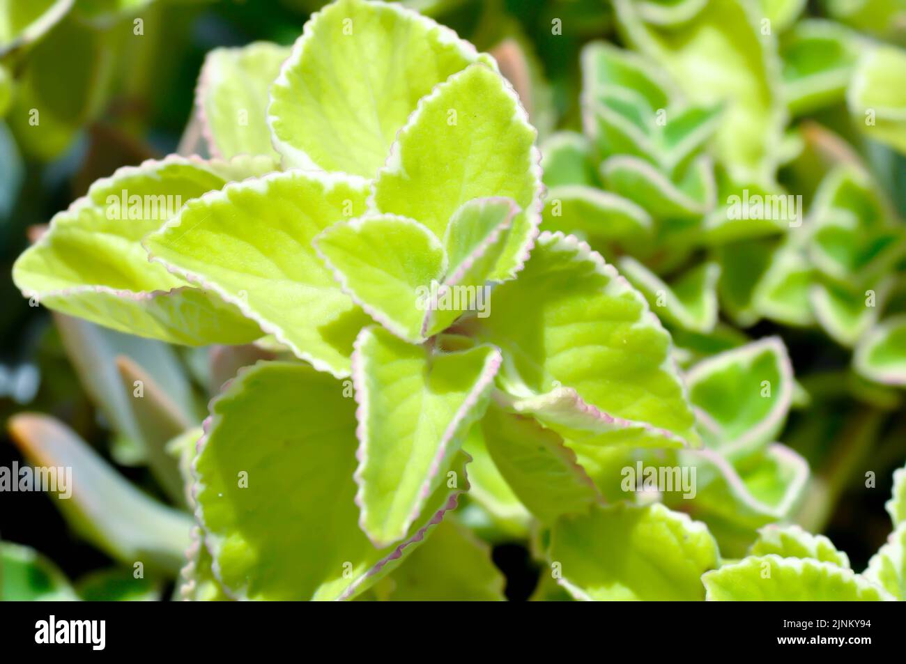 succulent plant or Cuban Oregano, Plectranthus amboinicus variegatus or ...