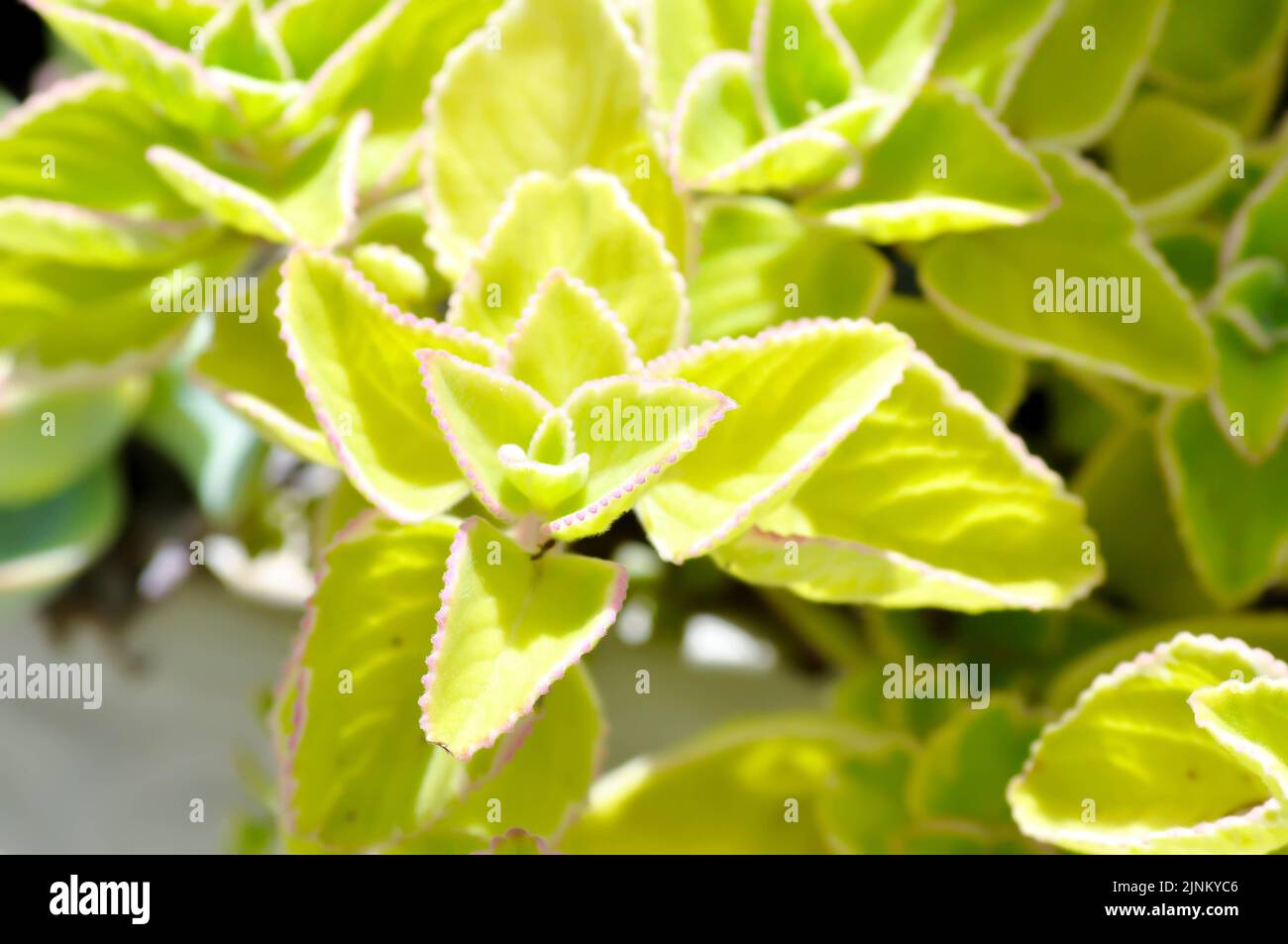 succulent plant or Cuban Oregano, Plectranthus amboinicus variegatus or ...